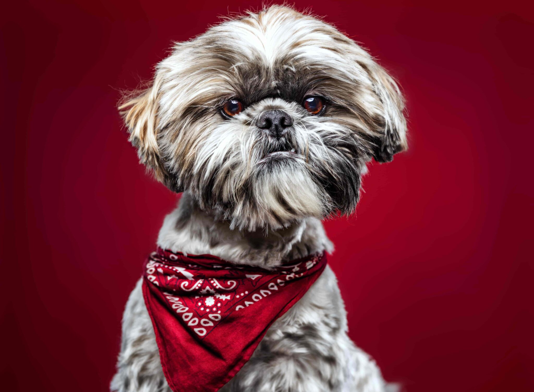 Fino Cinsi Köpekler ve Özellikleri - Hayvan Ajans