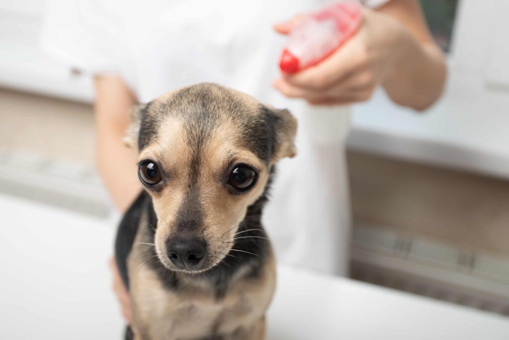 Köpeklerde Pire ve Bit Neden Olur, Nasıl Temizlenir? - Hayvan Ajans