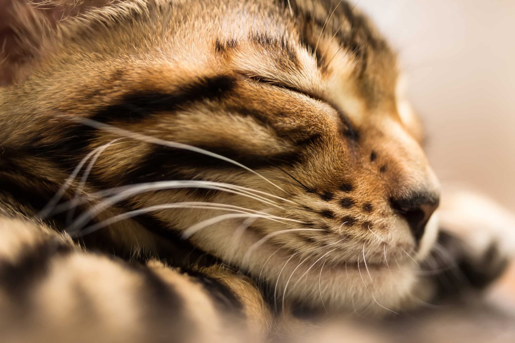 Tekir Kedi Cinsi Görünümü ve Karakteri Nasıldır? - Hayvan Ajans